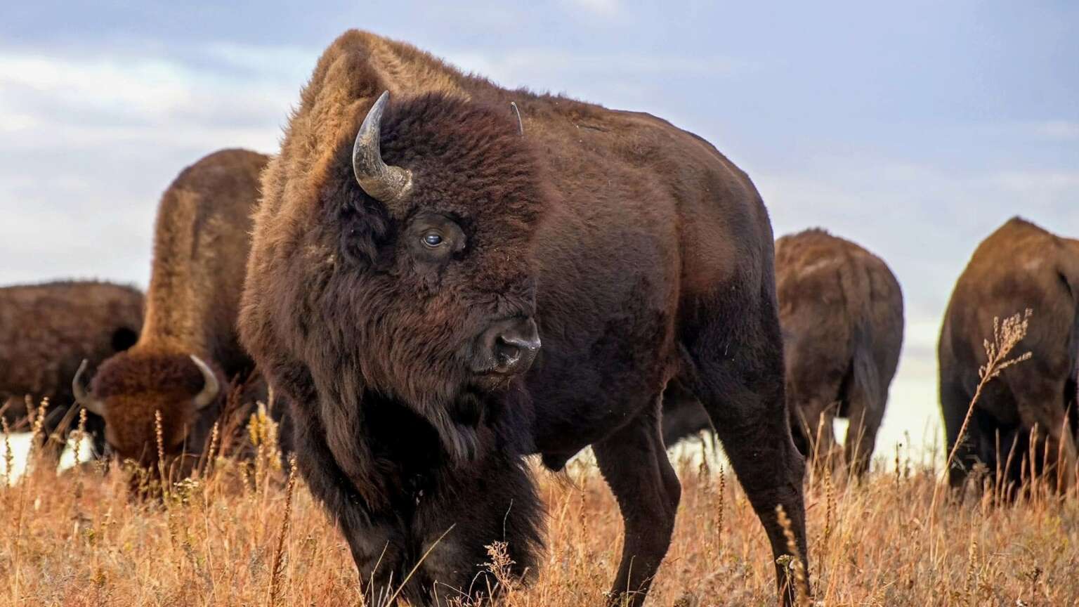 Birds and Bison - Maxwell Wildlife Refuge